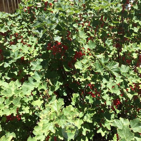 Photo Of The Entire Plant Of Alpine Currant Ribes Alpinum Posted By