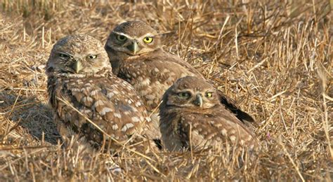 December Conservation Corner — Santa Clara Valley Bird Alliance