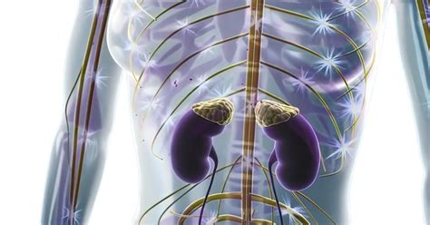 Adrenal Function Tests Healthcare Nt Sickcare