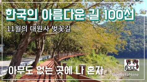 아무도 없는 곳에 나 혼자 있기 11월의 벚꽃길 Youtube