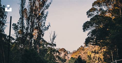 녹음이 우거진 숲을 가로지르는 기찻길 사진 Unsplash의 무료 하늘 이미지