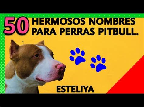 Los Mejores Nombres Para Perritas Pitbull Inspiración Y Originalidad