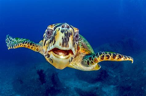 Hawksbill Sea Turtle Pictures