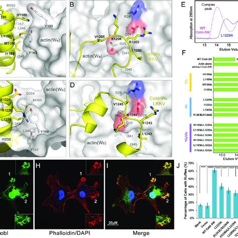 Pyrene Based Actin Polymerization Assay Of A Four Residue Deletion