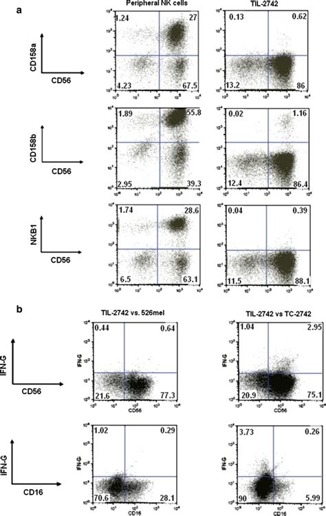 Identification And Characterization Of A Tumor Infiltrating Cd56cd16−