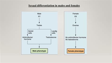 Testosterone And Other Male Sex Hormones Pptx
