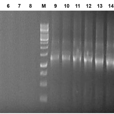 Agarose Gel Electrophoretic Analysis Of Scar Pcr1 Specific For Download Scientific Diagram