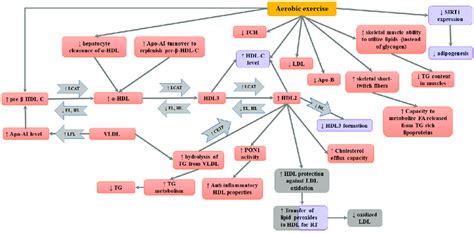 Possible Mechanisms Of The Impact Of Exercise On HDL Level And Quality Download Scientific