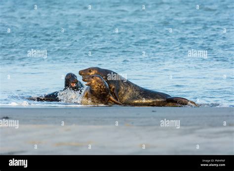 Mating Seal Hi Res Stock Photography And Images Alamy