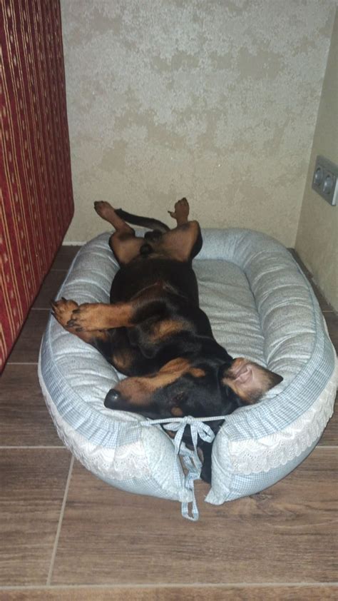 Pin De Джек Em такса