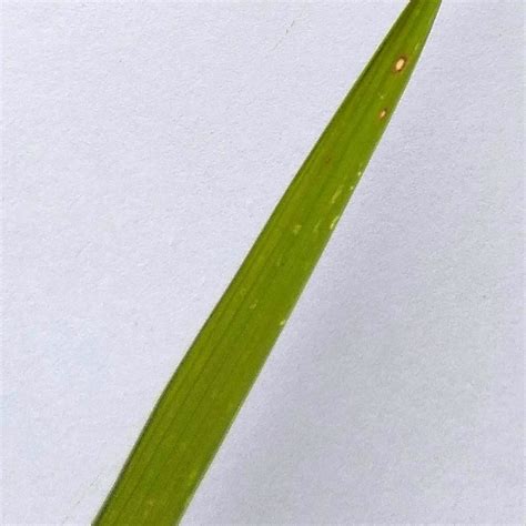 Ricediseaseinferenceone Valid Object Detection Dataset By Objectdetection