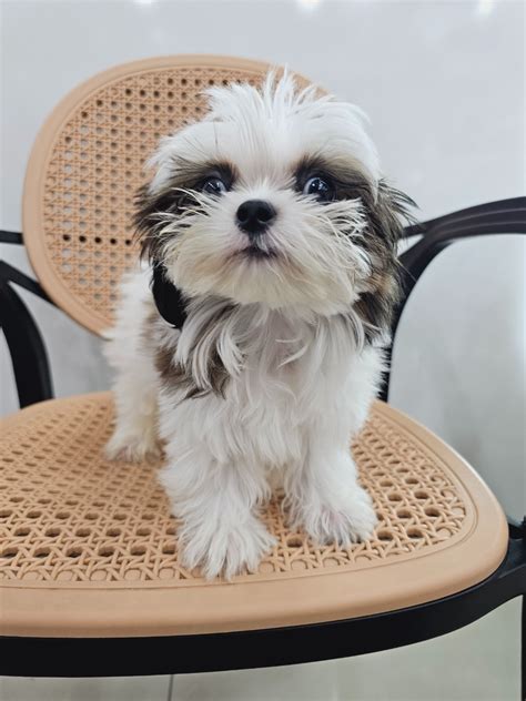 시츄동동이 강아지책임분양 강아지분양 고양이분양 컴투펫 시츄 셔틀랜드쉽독 말티푸 미니핀 치와와 요크셔테리어 포메라니안 말티즈 분양