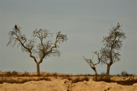 Premium Photo Two Bare Trees Are Growing By An Old Bird Sitting In The Tree
