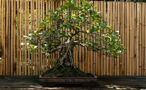 Premium Photo Triangle Fig Tree Ficus Triangularis Bonsai Tree Grows