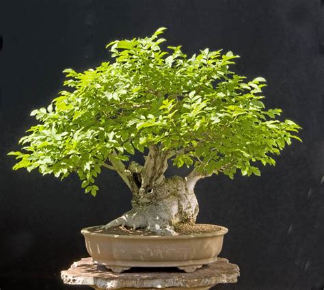 Developingbonsai Bonsai