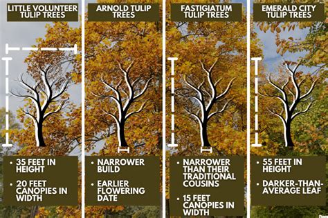 Tulip Tree Vs Tulip Poplar Whats The Difference