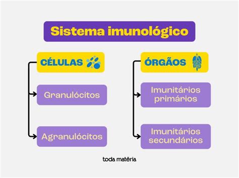 Grafico De Celulas Do Sistema Imunologico