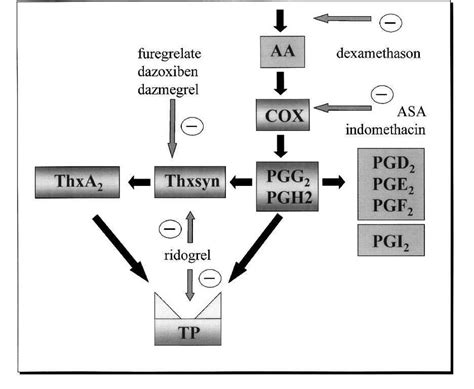 Inhibitors Of Thromboxane And Prostaglandin Synthesis Several