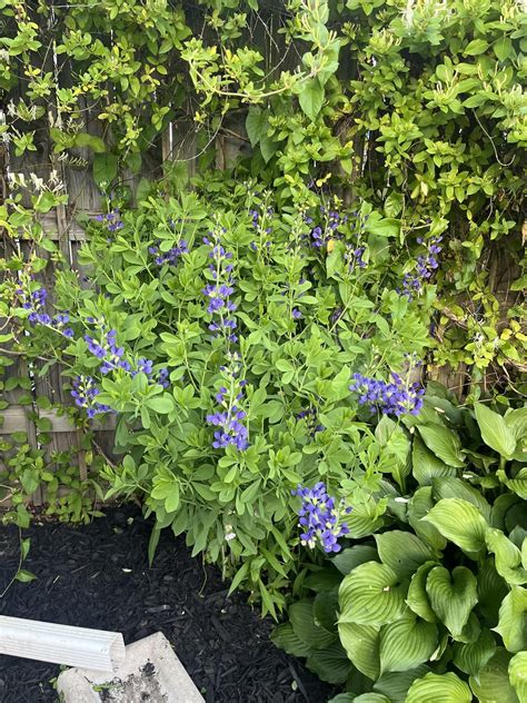 Delphinium Or Lupine R Plantidentification