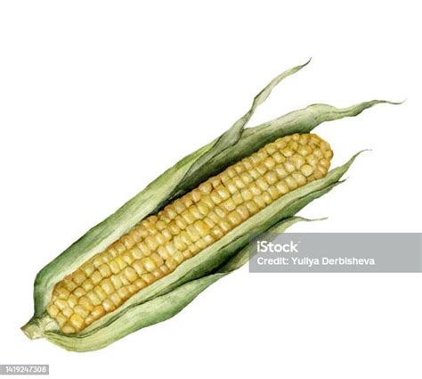 수채화 옥수수 하얀 배경에 고립 된 음식을 손으로 그렸습니다 가을 추수 축제 디자인 인쇄 또는 배경을위한 식물 삽화 옥수수에 대한 스톡 벡터 아트 및 기타 이미지 Istock