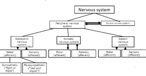 The Autonomic Nervous System Flashcards Quizlet