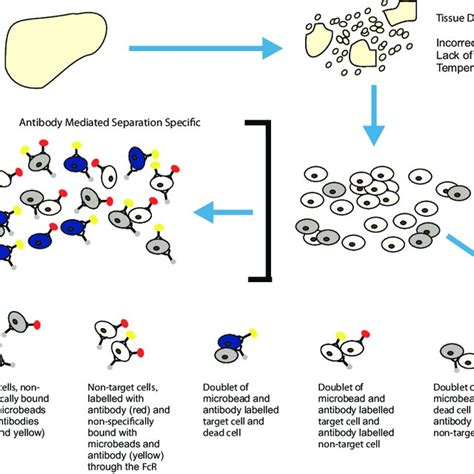 Diagrams Showing The Common Methods Used For Magnetic Cell Separation Download Scientific