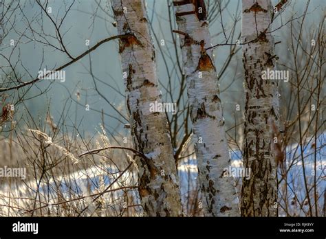 Frozen Birch Trees Casting Shadows In Snow Winter Frost All Over