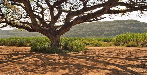 Kauai Monkeypod Tree Photograph America