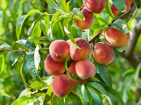 Lovell Peach Tree Islas Garden