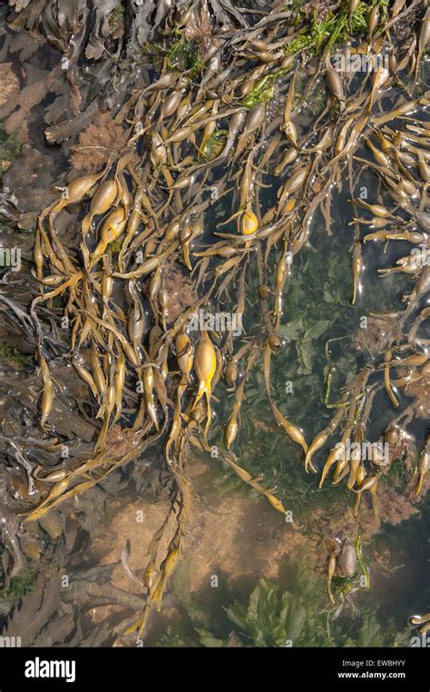 Lower Shore Seaweed Brown Kelp Algae Bladder Wrack Found In Atlantic