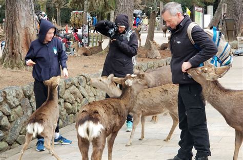 코로나19에 사라지는 日나라의 사슴들먹이 줄어들자 야생으로 서울신문
