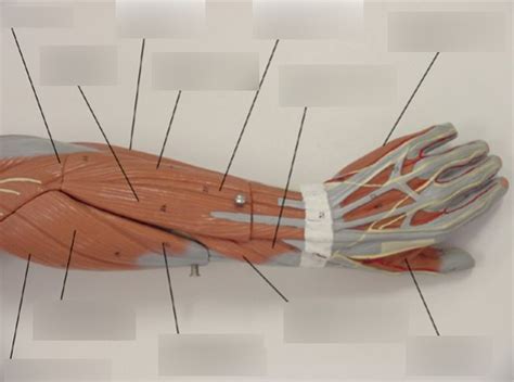 Arm 6 Diagram Quizlet