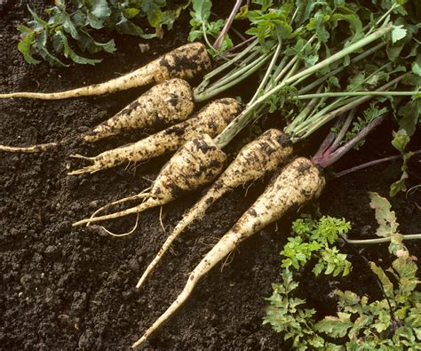How To Grow Parsnips Expert Tips For These Root Vegetables Homes And