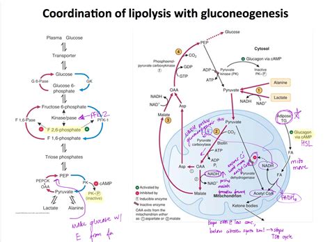Coordination Of Lipolysis And Gluconeogenesis Biochemistry Notes