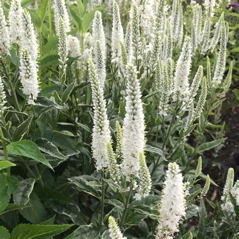 Вероника колосистая Charlotte (Veronica longifolia Charlotte) купить в ...