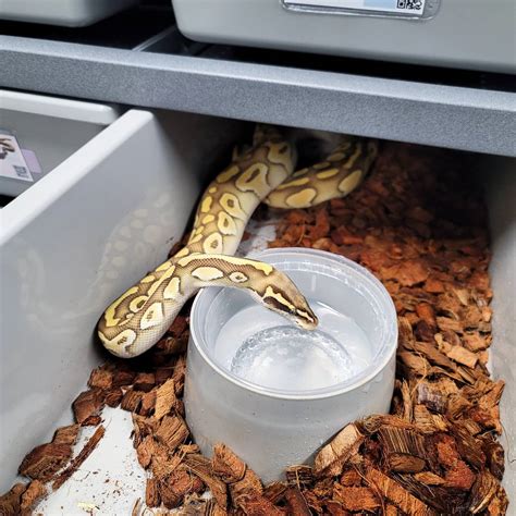 A Rare Sighting Of A Mysterious Raya Embers Ball Pythons