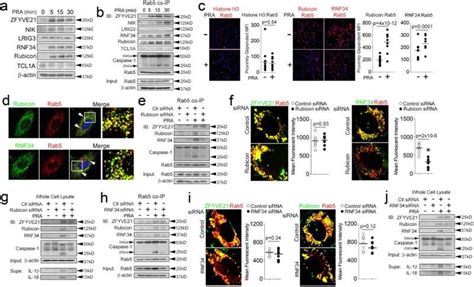 Researchers Uncover Immune System Signaling Complex
