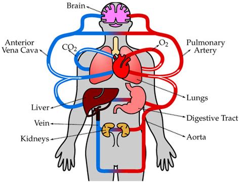 Cardiovascular System Structure