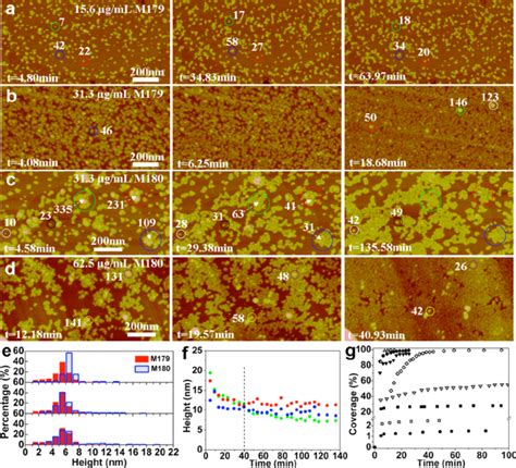 In Situ Afm Images Height Distributions And Adsorption Kinetics Of Download Scientific