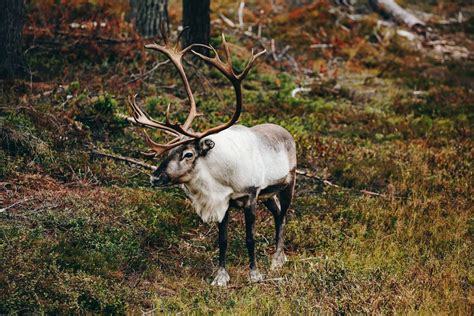 Reno Características y Curiosidades Animales Salvajes