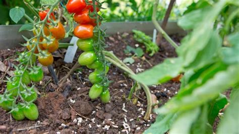 How To Plant Grow And Care For Heirloom Tomatoes
