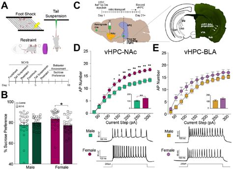 Androgen Dependent Excitability Of Mouse Ventral Hippocampal Afferents