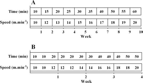 Schematical Figure Depicting The Treadmill Exercise Training Protocol Download Scientific