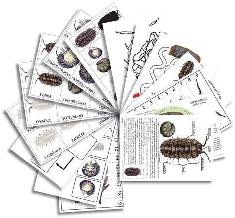 Svinka obecná - Bobínci