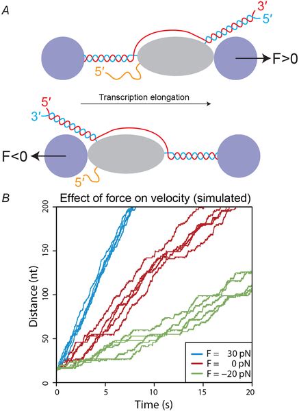 Transcription Elongation