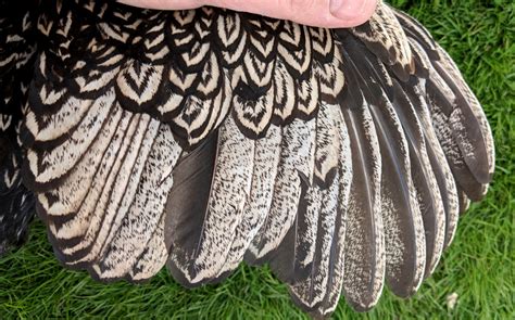 A Complete Guide To The Feather Faults In Chickens What Causes Them