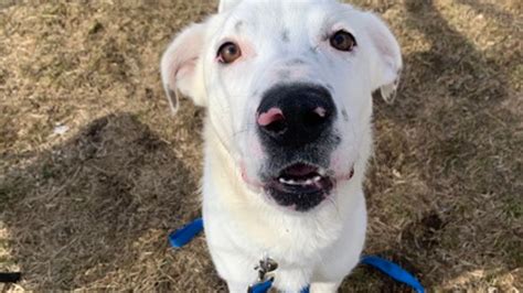 Inizio A Spry Young Guy With Some Spring To His Step 2 Yo Male Mixed