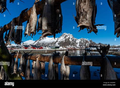 Cod Fish On Drying Racks In The Traditional Manner The Town Of