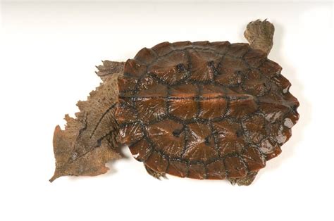 Матамата бахромчатая черепаха красивые фото и картинки — Каталог Фото