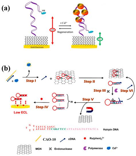 Biosensors Free Full Text Recent Aptamer Based Biosensors For Cd2